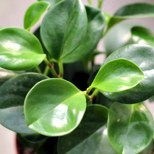 Five Wonder Plants That Make Your Home Healthier - MightyNest
